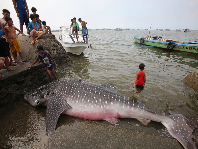 Isang butanding, natagpuang patay sa Cavite | DZIQ Radyo Inquirer 990AM