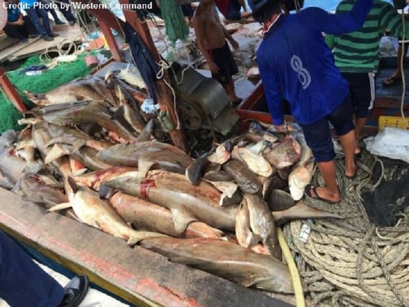 20 Vietnamese na mangingisda, arestado dahil iligal na pangingisda sa ...