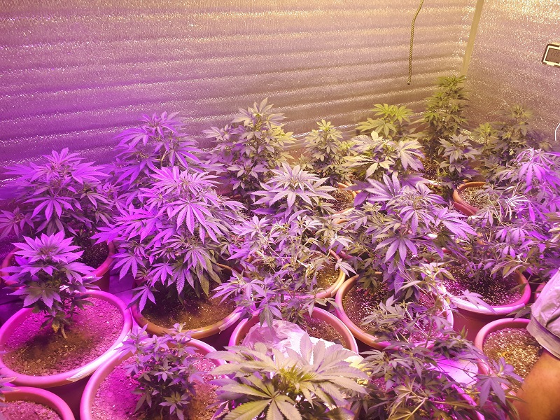 WATCH: Mini plantation ng marijuana nadiskubre sa Marikina City | DZIQ ... WATCH: Mini plantation ng marijuana nadiskubre sa Marikina City | DZIQ ...