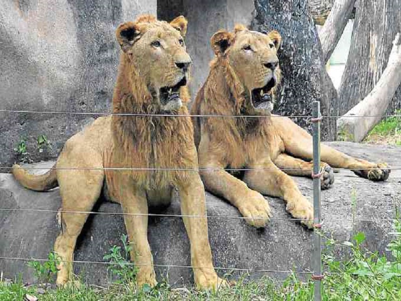 Pagpapasara sa Manila Zoo ipinamamadali ng PAWS | DZIQ Radyo Inquirer 990AM