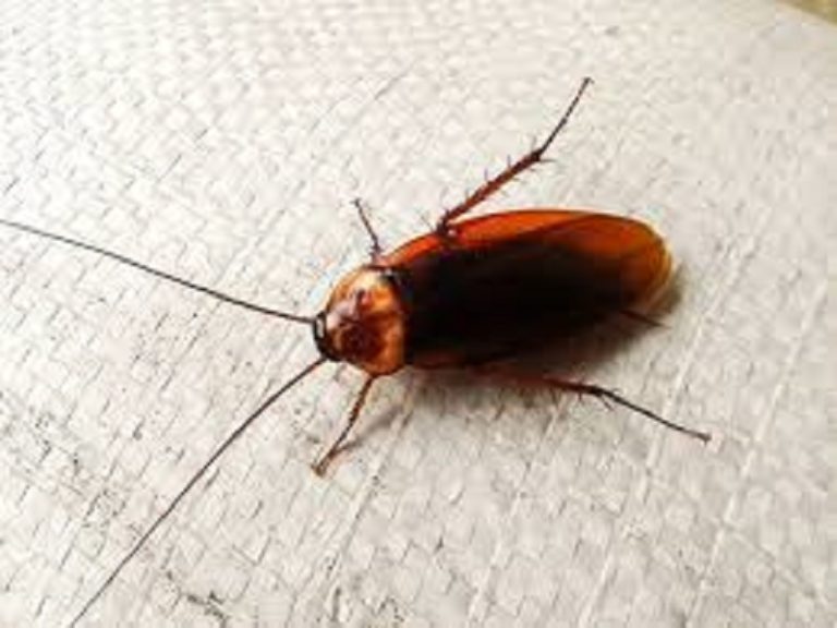 Ipis nagiging immune na sa insecticide | DZIQ Radyo Inquirer 990AM