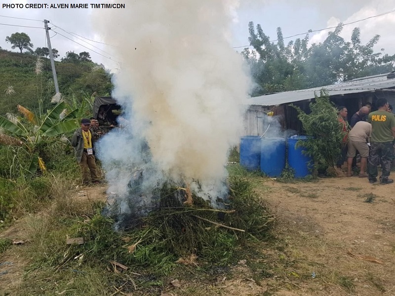 Plantasyon ng marijuana sa Cebu sinunog | DZIQ Radyo Inquirer 990AM Plantasyon ng marijuana sa Cebu sinunog | DZIQ Radyo Inquirer 990AM