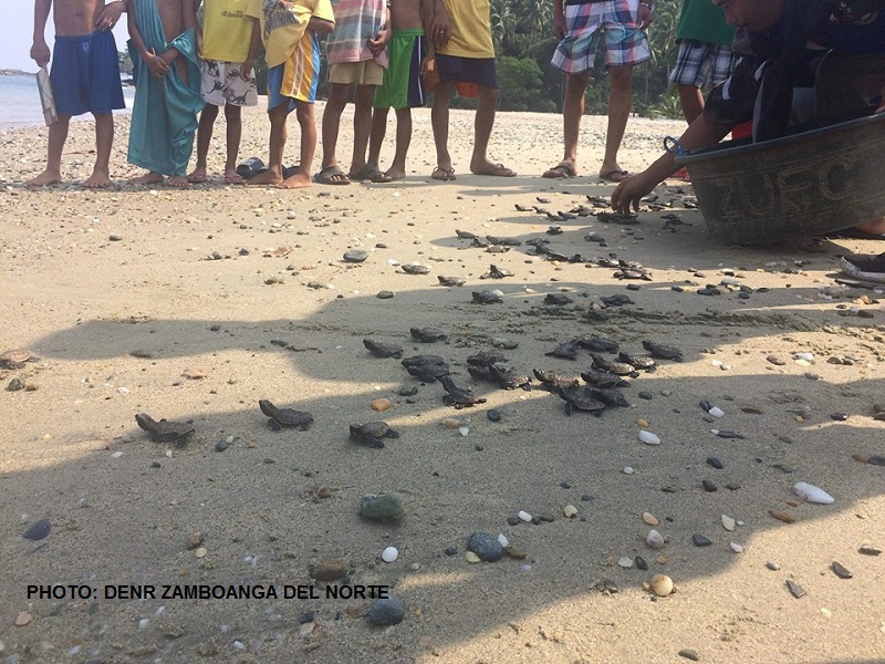 LOOK: 75 baby sea turtle pinakawalan sa karagatan sa Zamboanga Del ...