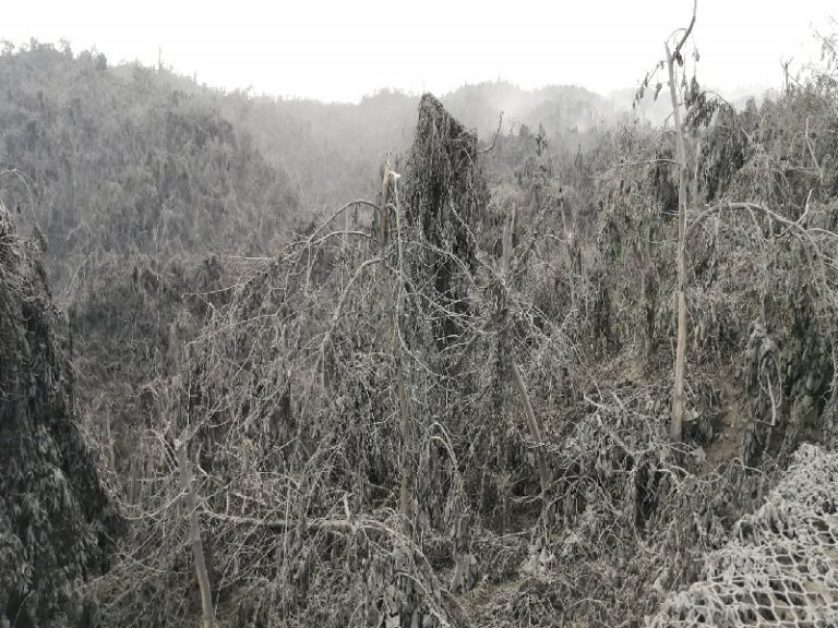 Pinsala sa ani at livestock bunsod ng pagsabog ng Bulkang Taal, umabot na sa P577-M - DA | DZIQ ...