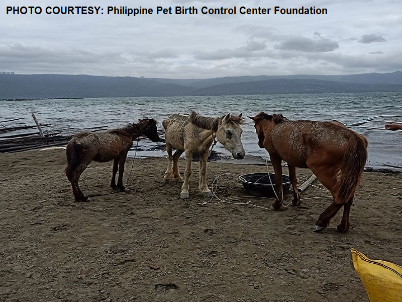LOOK: Mas marami pang hayop nailigtas mula sa Volcano Island | DZIQ ...