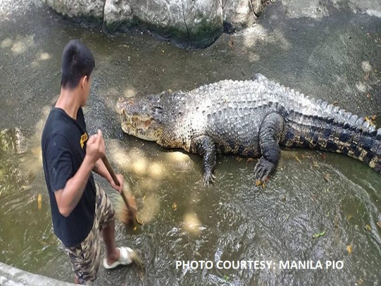 LOOK: Sitwasyon ng mga hayop sa Manila Zoo ngayong may pandemic ng ...